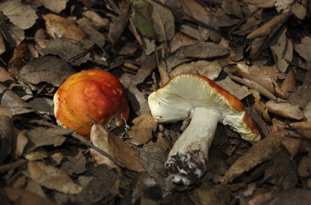 Essbare Pilze von Gran Canaria